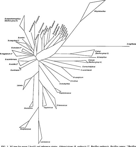 Figure 1 From Phylogenetic Interrelationships Of Round Spore Forming