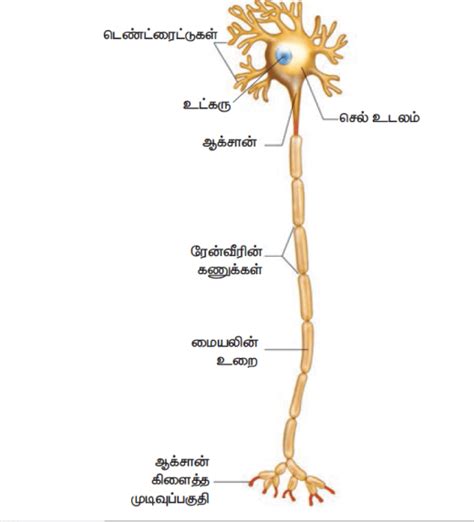 நரம்பு மண்டலம் Notes 10th Science Lesson 15 Notes In Tamil Winmeen