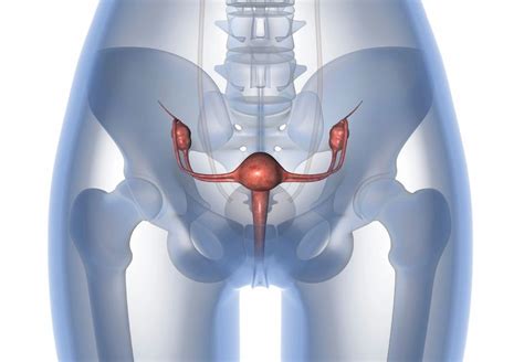 Mirvetuximab Soravtansinerucaparib Shows Early Tolerability Activity
