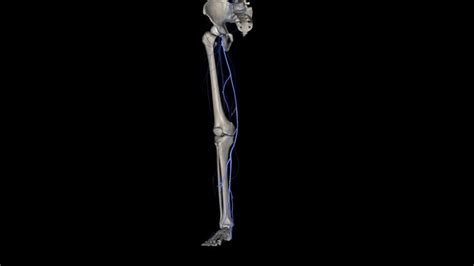 Premium Photo Great Saphenous Vein And Small Saphenous Vein Are
