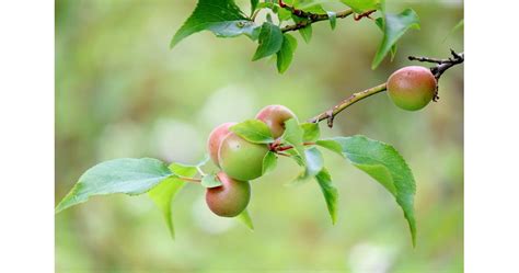Присаждане на дръвчета Български Фермер