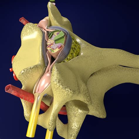 3d Model Tracts Spinal Cord Labelled Turbosquid 1485757