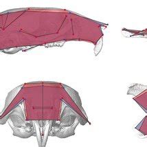 Shape Differences Between The Two Subspecies Of Mus Musculus That