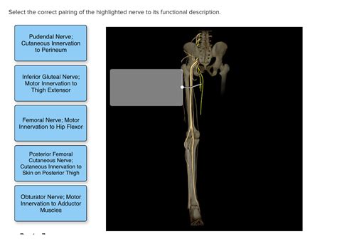 Solved Select The Correct Pairing Of The Highlighted Nerve