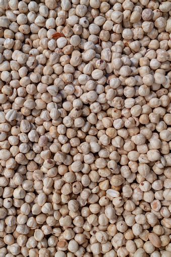 Latar Belakang Hazelnut Tumpukan Hazelnut Yang Dikupas Dapat Digunakan