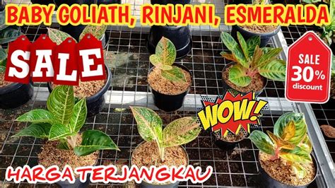 BABY Aglonema Koleksian Aglonema RINJANI GOLIATH ESMERALDA Harga