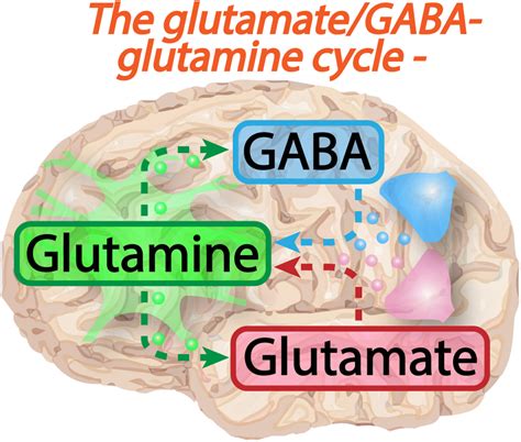 Glutamine Glutamate Pathway