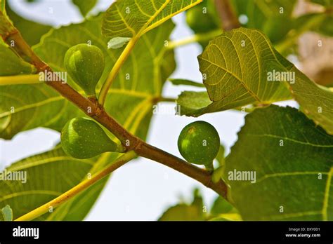 Fig On The Tree Stock Photo Alamy