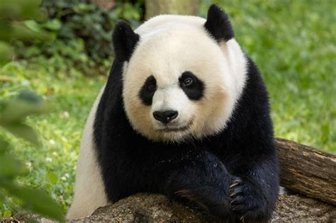 美中熊貓外交時代正式結束 三隻大熊貓離開華府動物園回中國 信傳媒