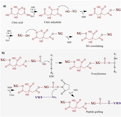 A Crosslinking Of Xg Chains With Citric Acid B And Grafting Of Vw9