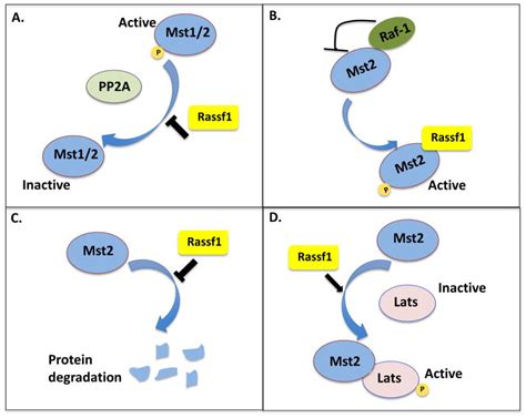 Regulation Of Mammalian Ste20 Mst Kinases Pmc
