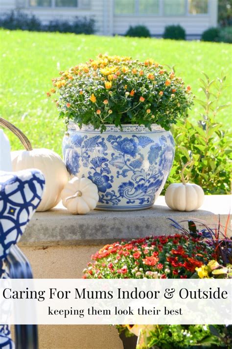 Caring For Mums A Guidebook For Planting And Caring For Indoor And