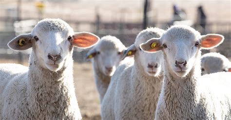 Support The Bill To End Live Sheep Exports By Sea — Australian Alliance