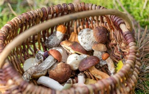 Reconnaître les champignons comestibles Les Champignons fr