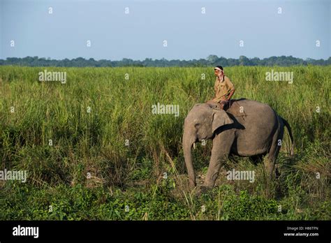 Asian Elephant Elephas Maximus And Mahout Kaziranga National Park