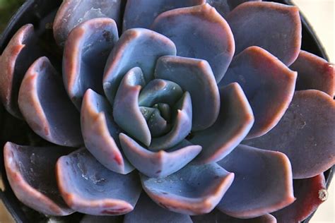 Succulents With Fibonacci Spirals