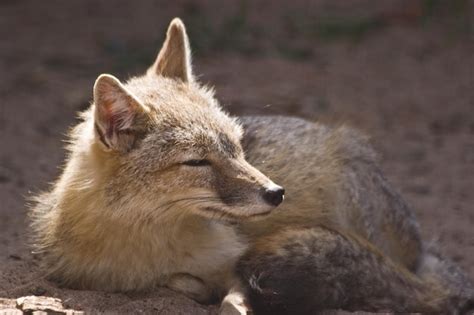 Premium Photo Female Swift Fox