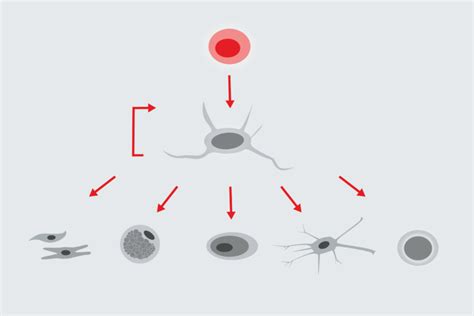 The Importance Of Msc Characterization