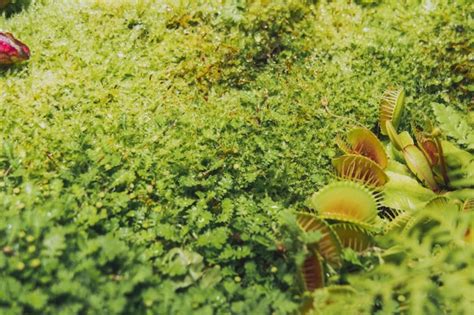 Premium Photo Botanical Garden With Carnivorous Flowers Jungle