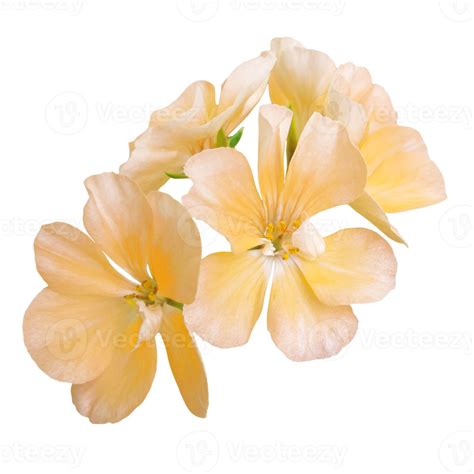 Orange Geranium Flower Cutout 21168962 Png