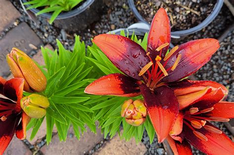Lily Looks Tiny Ink Lily (Lilium 'Tiny Ink') in Rochester Stewartville ...
