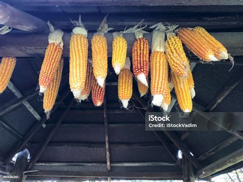 다른 음영의 옥수수 Cobs 서로 연결 되며 건조 빔에 매달아 마에서 닫는 나무 집에서 0명에 대한 스톡 사진 및 기타 이미지