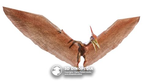 Pteranodon 3d Dinopedia