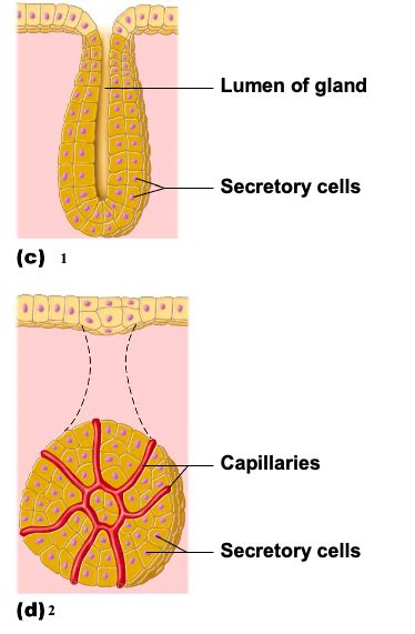 Ch 6 Exocrine Glands Vs Endocrine Glands Diagram Diagram Quizlet