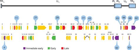 Varicella Vaccines Clinical Tree