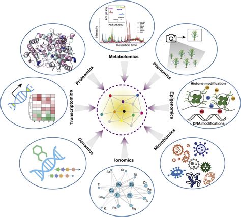 Metabolomics Centered Mining Of Plant Metabolic Diversity And Function