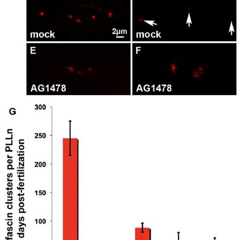Schwann Cells Arrested At The Promyelinating Stage Inhibit Neurofascin