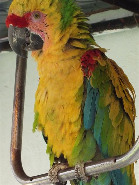 Free Images Bird Wing Animal Green Beak Yellow Fauna Lorikeet