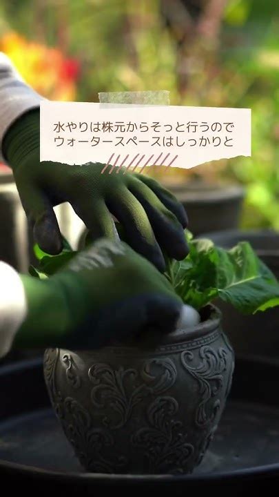 春まで楽しめる花苗♪バラ咲きジュリアン〜ブルーベリーのムース〜shorts Youtube