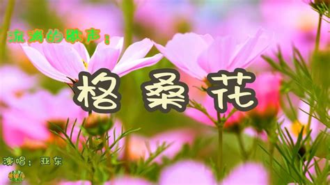 格桑花 流淌的歌声演唱亚东 YouTube