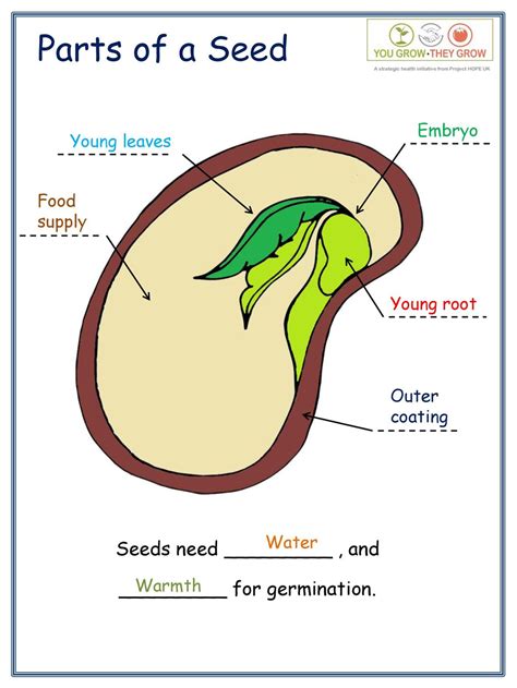Structure Of Seed Diagram