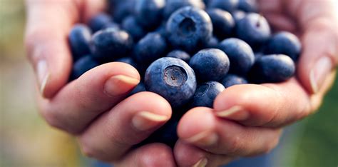 3 Places For The Best Blueberry Picking San Diego Days Out On The Farm