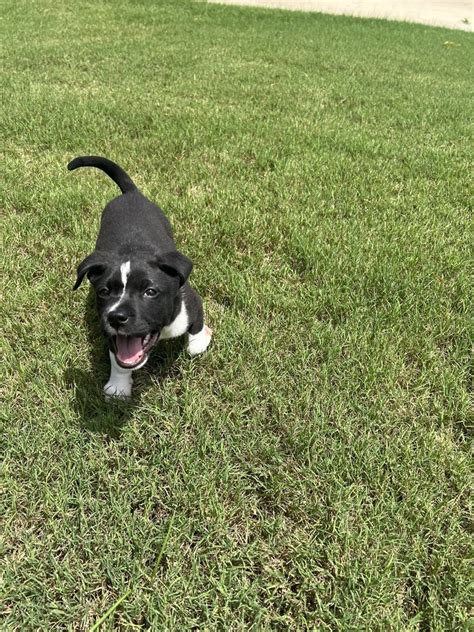 Adopt Nola Blue Eyes Today Find Paw Pal