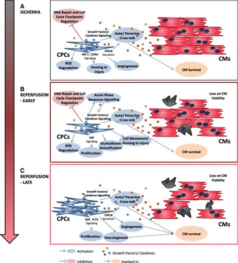 Schematic Representation Of Proposed Mechanisms Involved In HCPC Download Scientific Diagram
