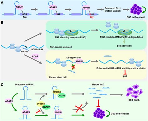 Functional Implication Of Adar1 Mediated A To I Editing In Cancer Stem