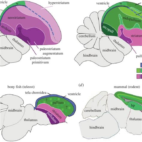 Pdf Vertebrate Brains And Evolutionary Connectomics On The Origins Of The Mammalian ‘neocortex