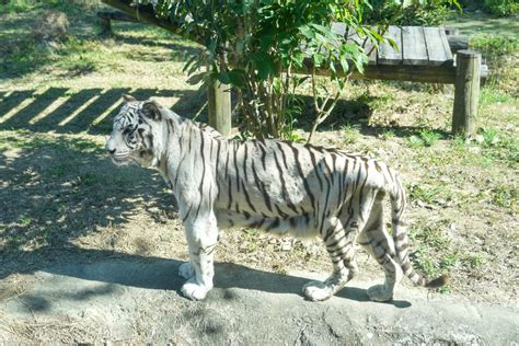 【高雄景點】壽山動物園 獨特的地理環境 園內分六區 可以看到可愛的狐獴 水豚 羊駝 迷你驢 黑熊 白老虎 鱷魚 浣熊等多種動物 跟著阿瑋去旅行
