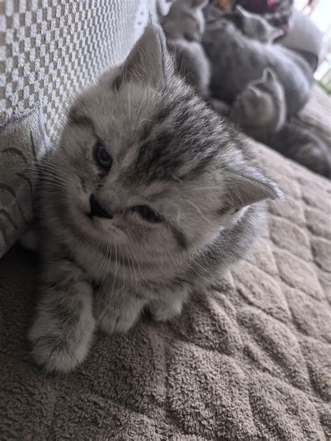 美短虎斑小猫找领养 宠物情缘 江阴论坛