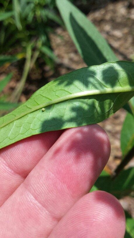 Monarch Butterfly Eggs On Swamp Milkweed Leaf