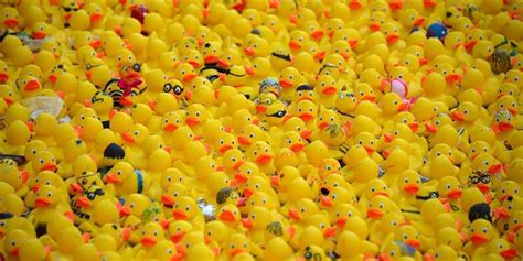 Insolite Qui Veut Adopter Un Petit Canard Jaune Pour Financer La