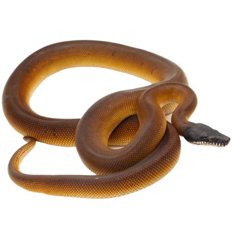 Northern White Lipped Python Reptichip Llc