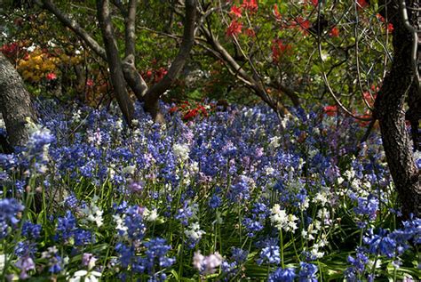 yolov5 classification flowers classification dataset and pre trained