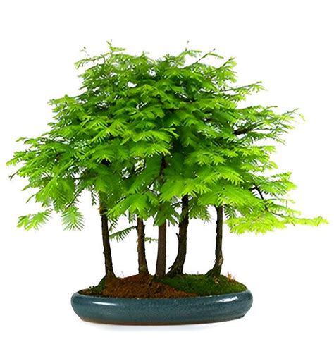 Metasequoia Bonsai Tree Seeds The Fossil Tree 150 Million Years Old Metasequoia Bonsai Tree Seeds The Fossil Tree 150 Million Years Old