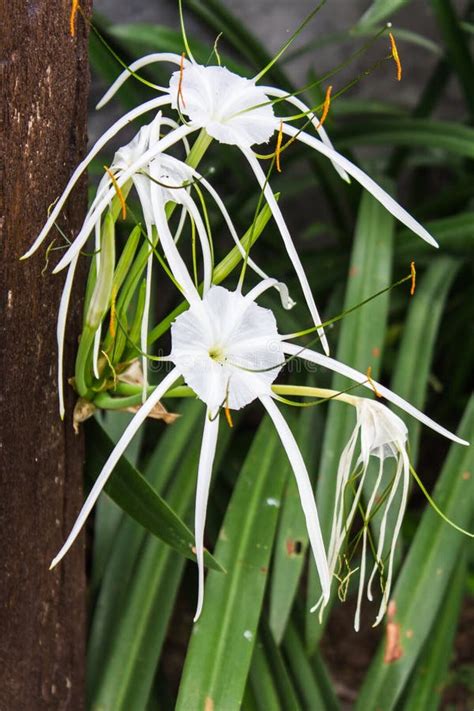 Crinum Lily Cape Lily Poison Bulb Spider Lilycrinum Asiaticum Linn