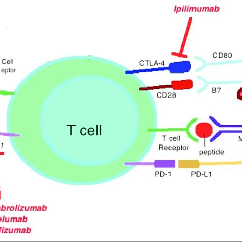 T Cell Interaction With Dendritic And Tumor Cells Immune Checkpoints