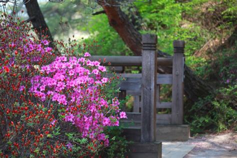 9 Best Perennial Shrubs Gardening Sun